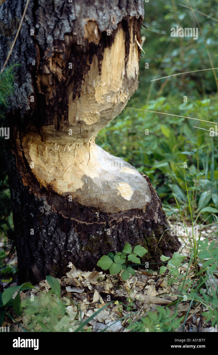 Cutting trunk wedge hi-res stock photography and images - Alamy