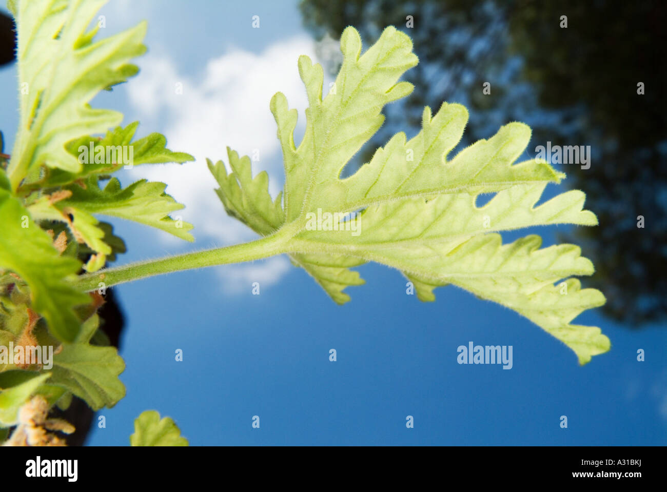 Detail of Lemon Geranium ("Pelargonium crispum") leaf Stock Photo - Alamy