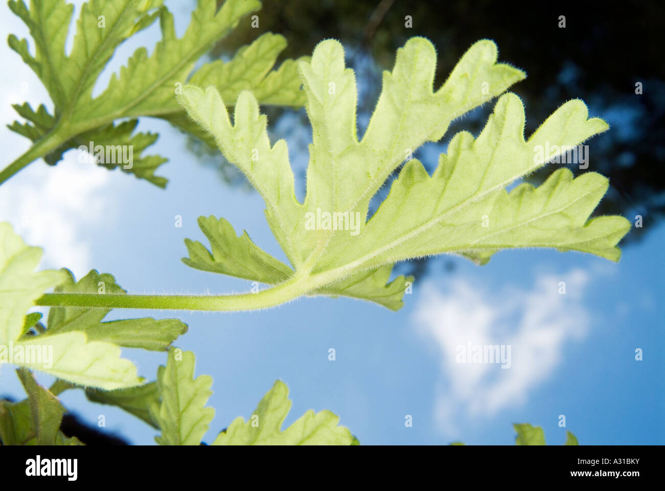 Lemon scented geranium hi-res stock photography and images - Alamy