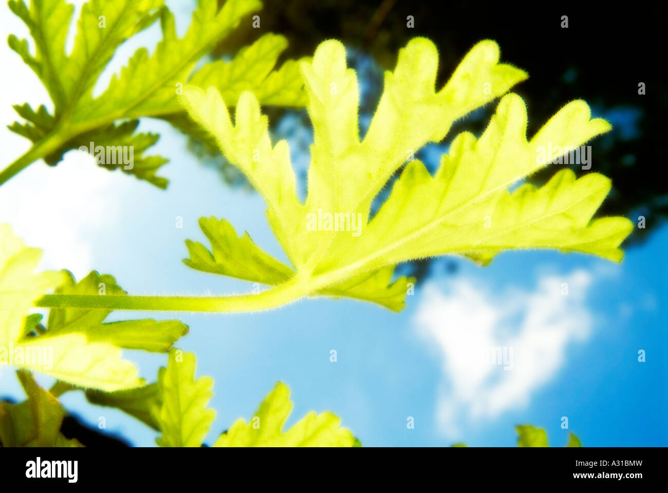 Pelargonium crispum Lemon Geranium Stock Photo - Alamy