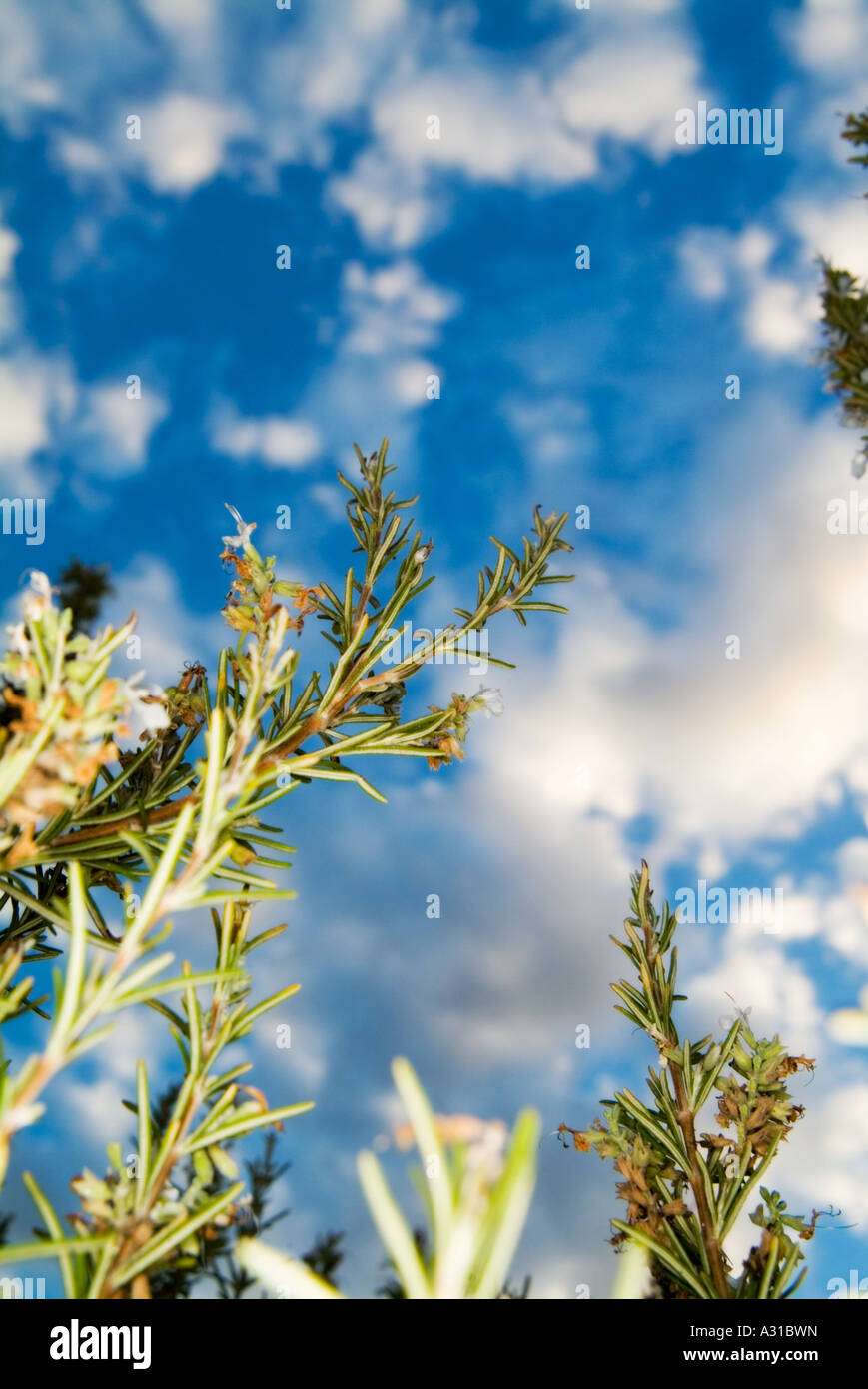 Rosemary (Rosmarinus officinalis Stock Photo - Alamy