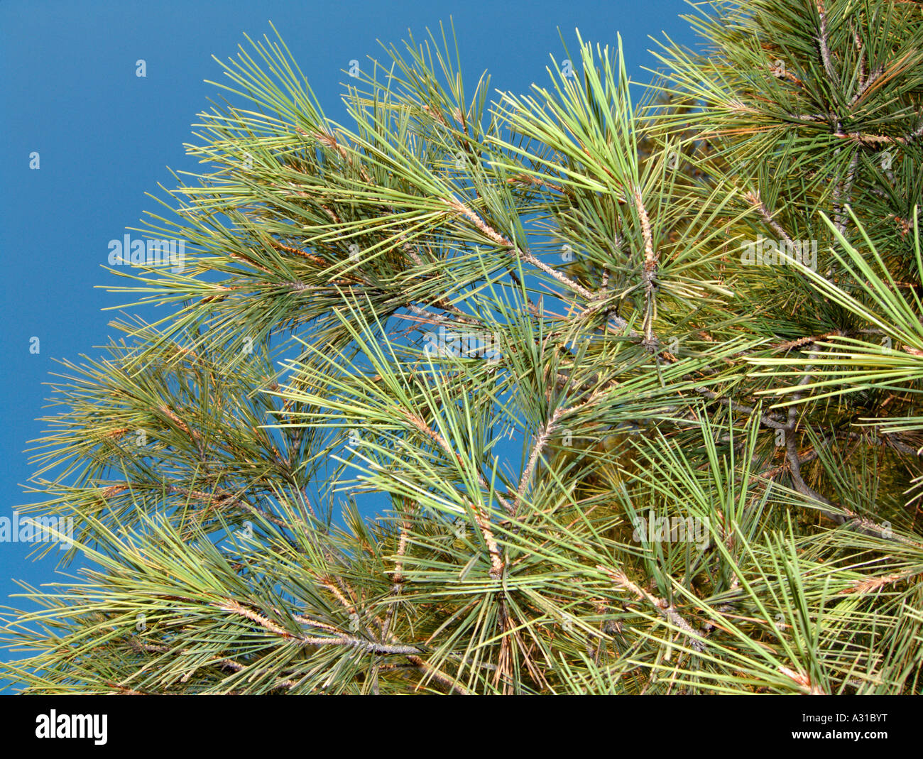 Detail of adult pine tree foliage Stock Photo - Alamy