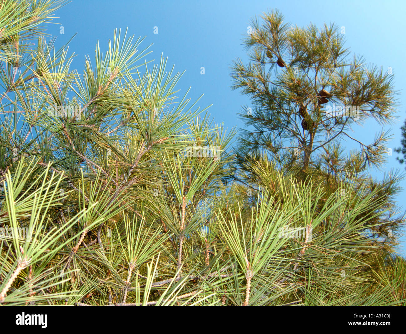 Detail of adult pine tree foliage Stock Photo - Alamy