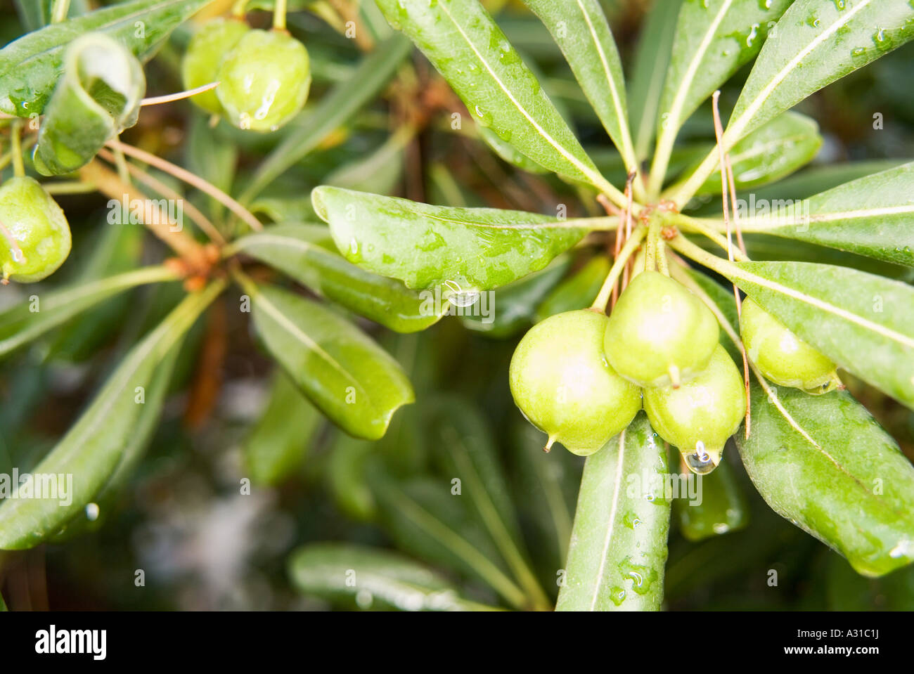Ficus leaves and detail of his pseudo-fruit called syconium Stock Photo ...