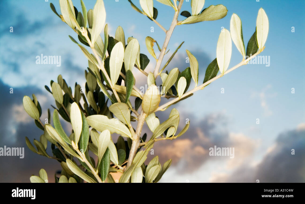Olive tree (Olea Europaea) leaves on branch Stock Photo - Alamy