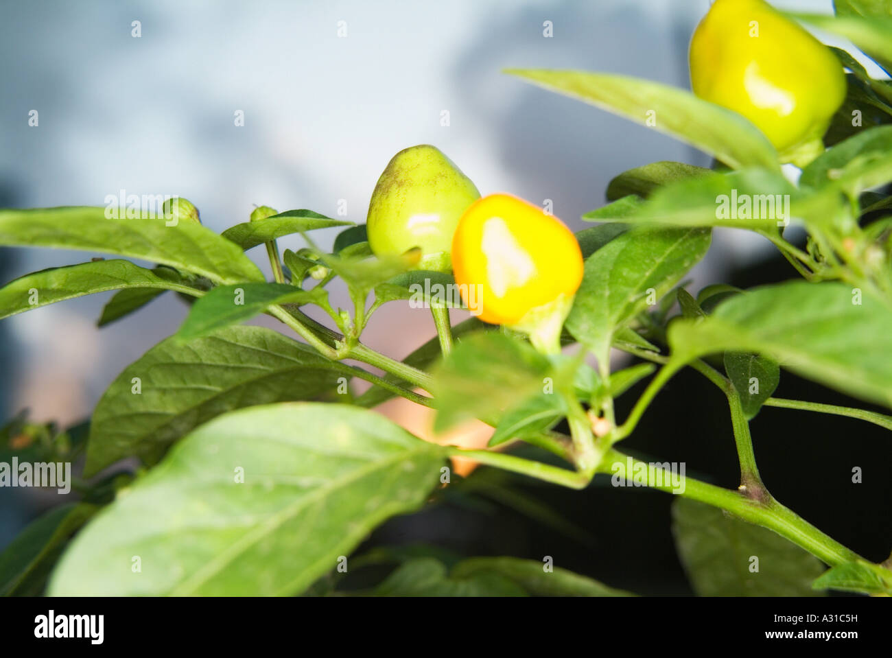 Orange Capsicum plants and fruits (aka Chilli Pepper Stock Photo - Alamy