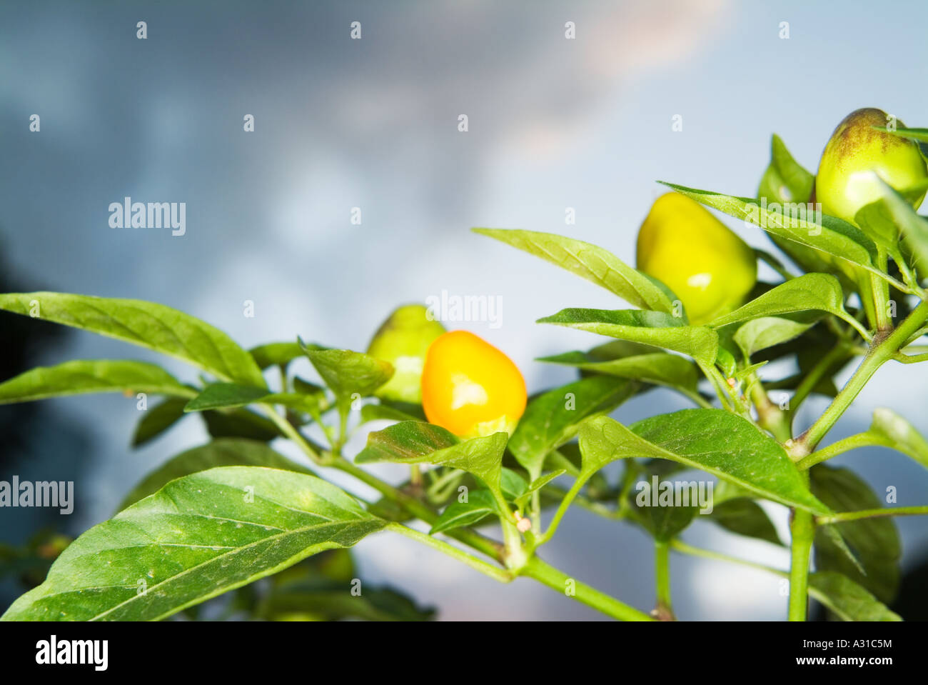 Orange Capsicum plants and fruits (aka Chilli Pepper Stock Photo - Alamy