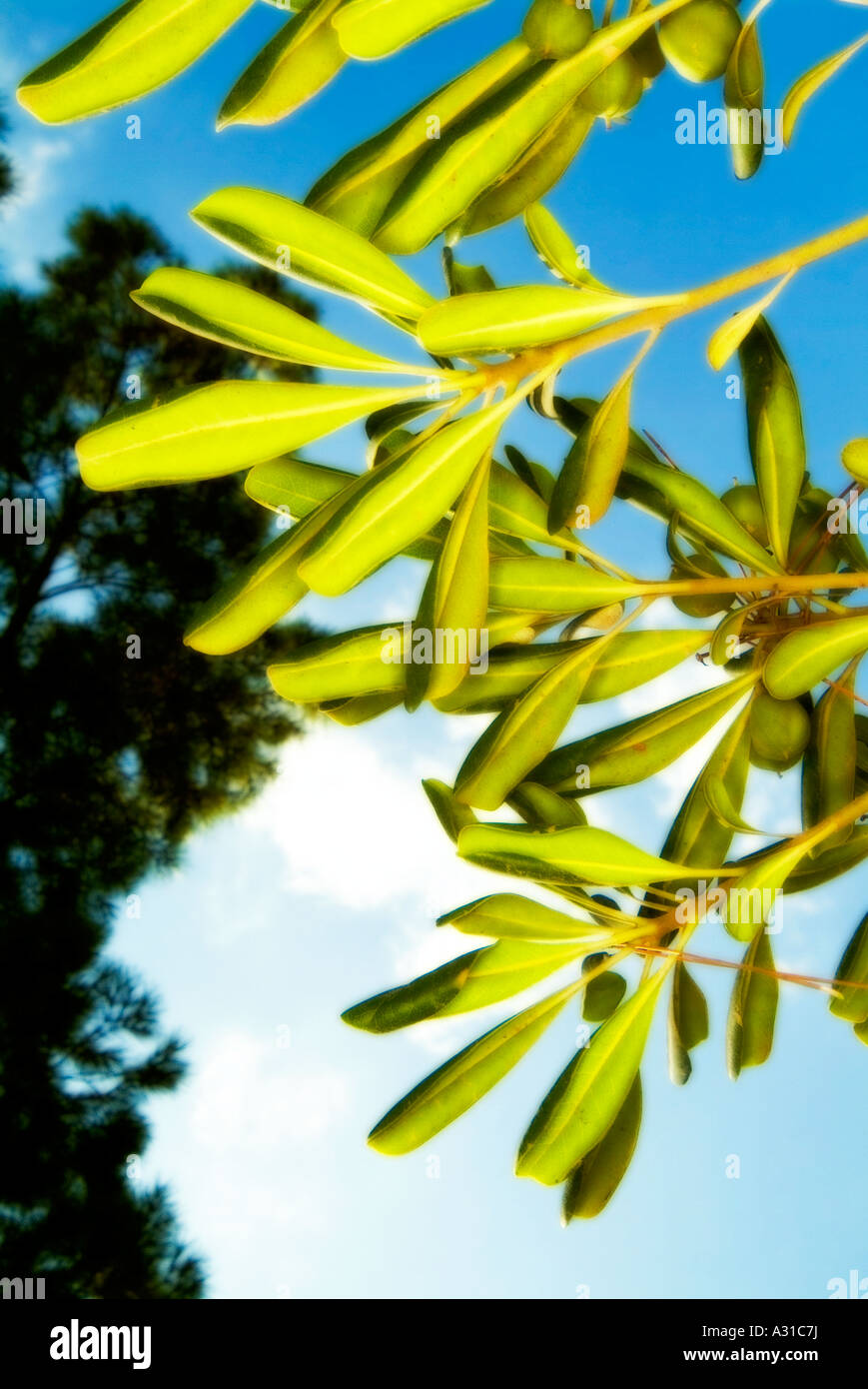Receptacle of inflorescence hi-res stock photography and images - Alamy