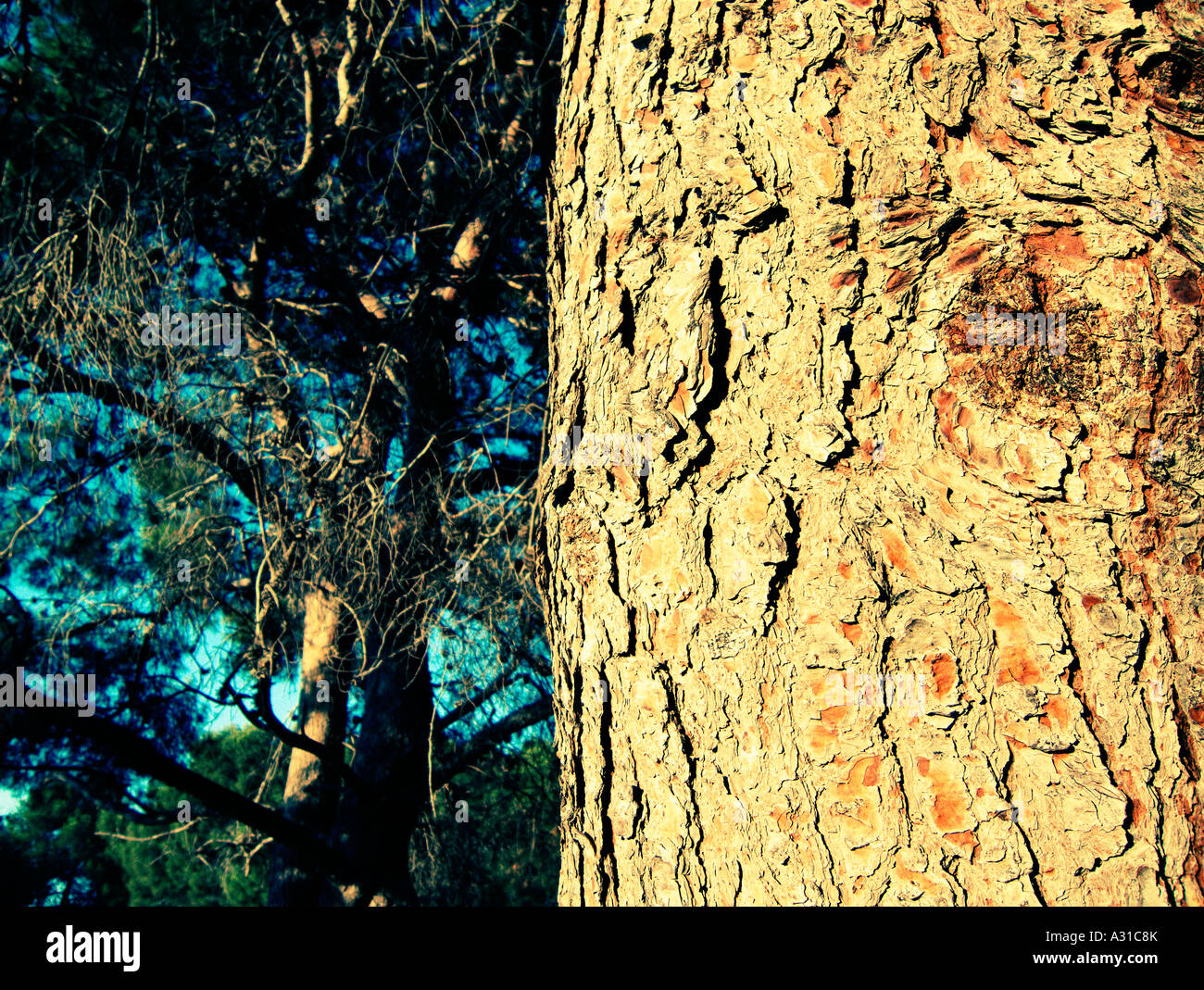 Yellowish bark tree trunk hi-res stock photography and images - Alamy
