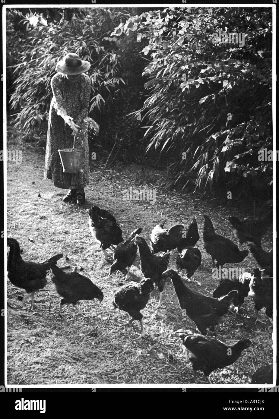 Historical chicken farming hi-res stock photography and images - Alamy
