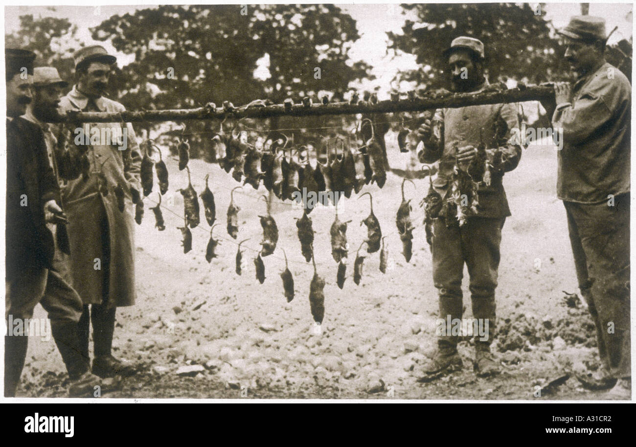 Trench Rats Stock Photo: 6079089 - Alamy
