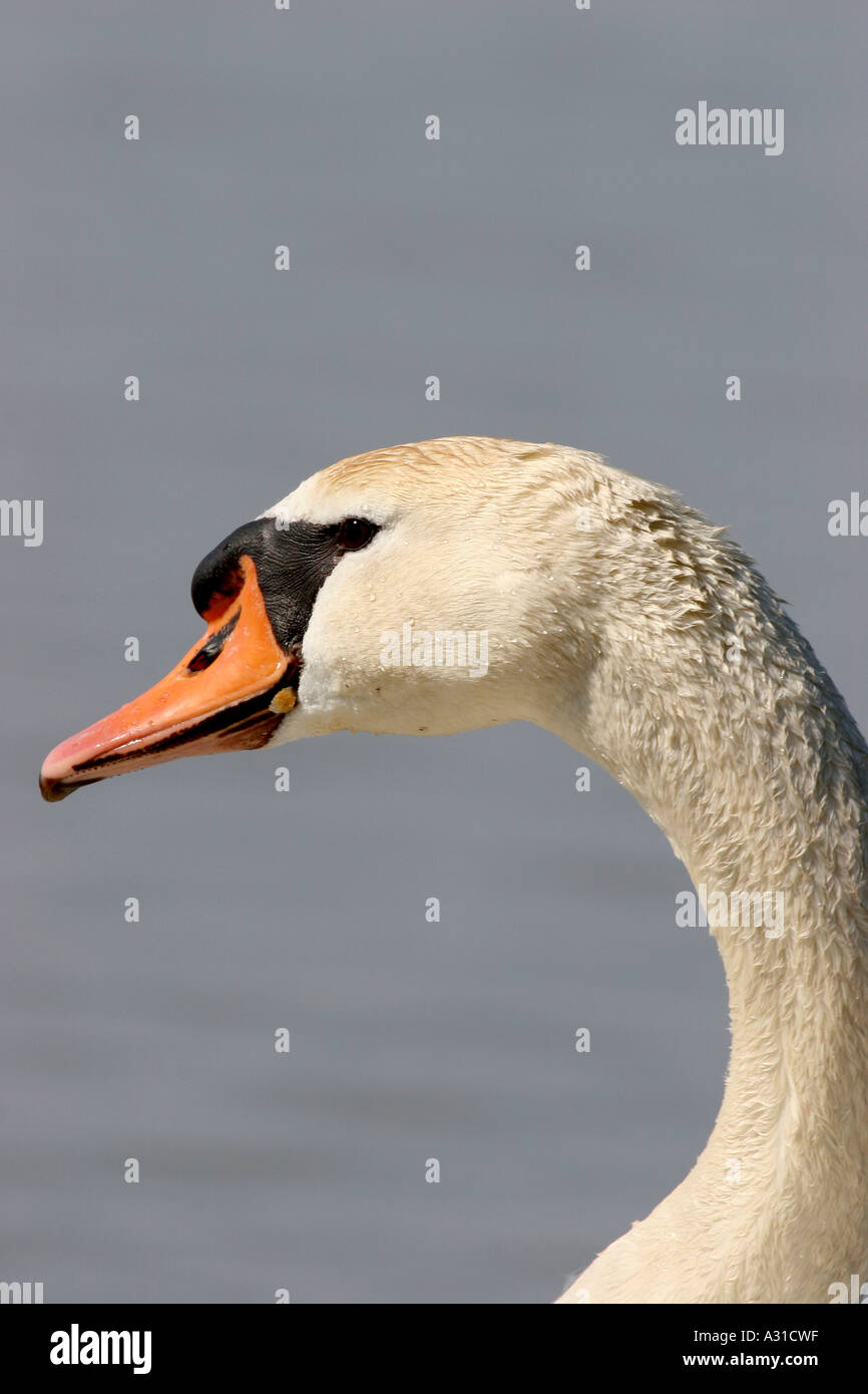 Swan seen eating its prey Stock Photo - Alamy