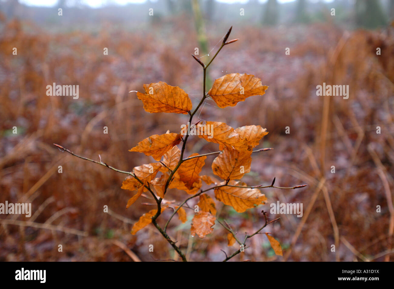 Beech Tree Uk Sapling High Resolution Stock Photography and Images - Alamy