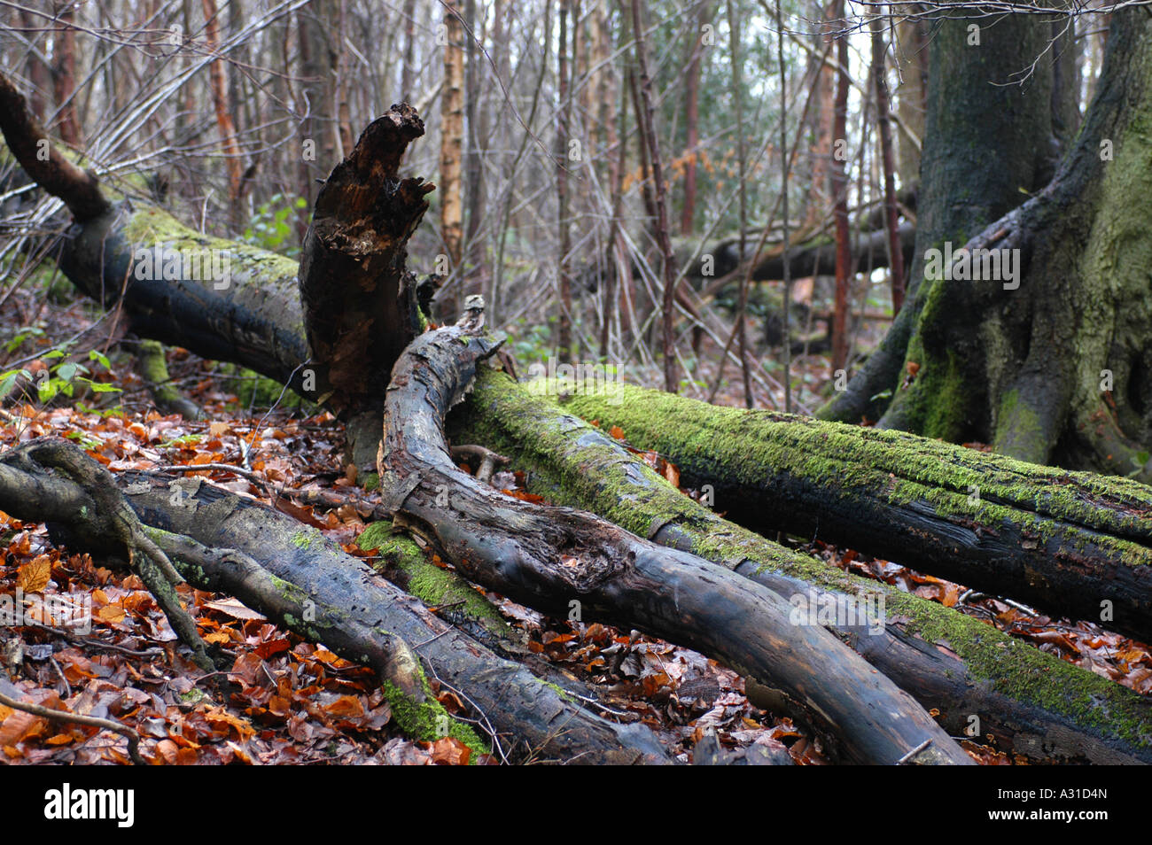 fallen and rotting trees on the woodland floor Stock Photo - Alamy