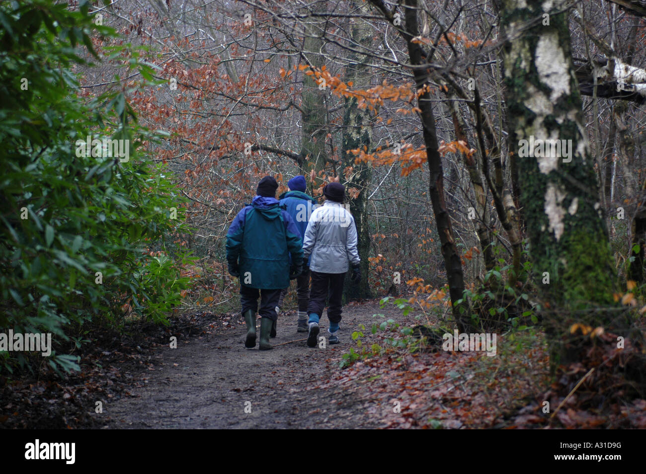 a quiet winter walk in a damp woodland near London Stock Photo - Alamy