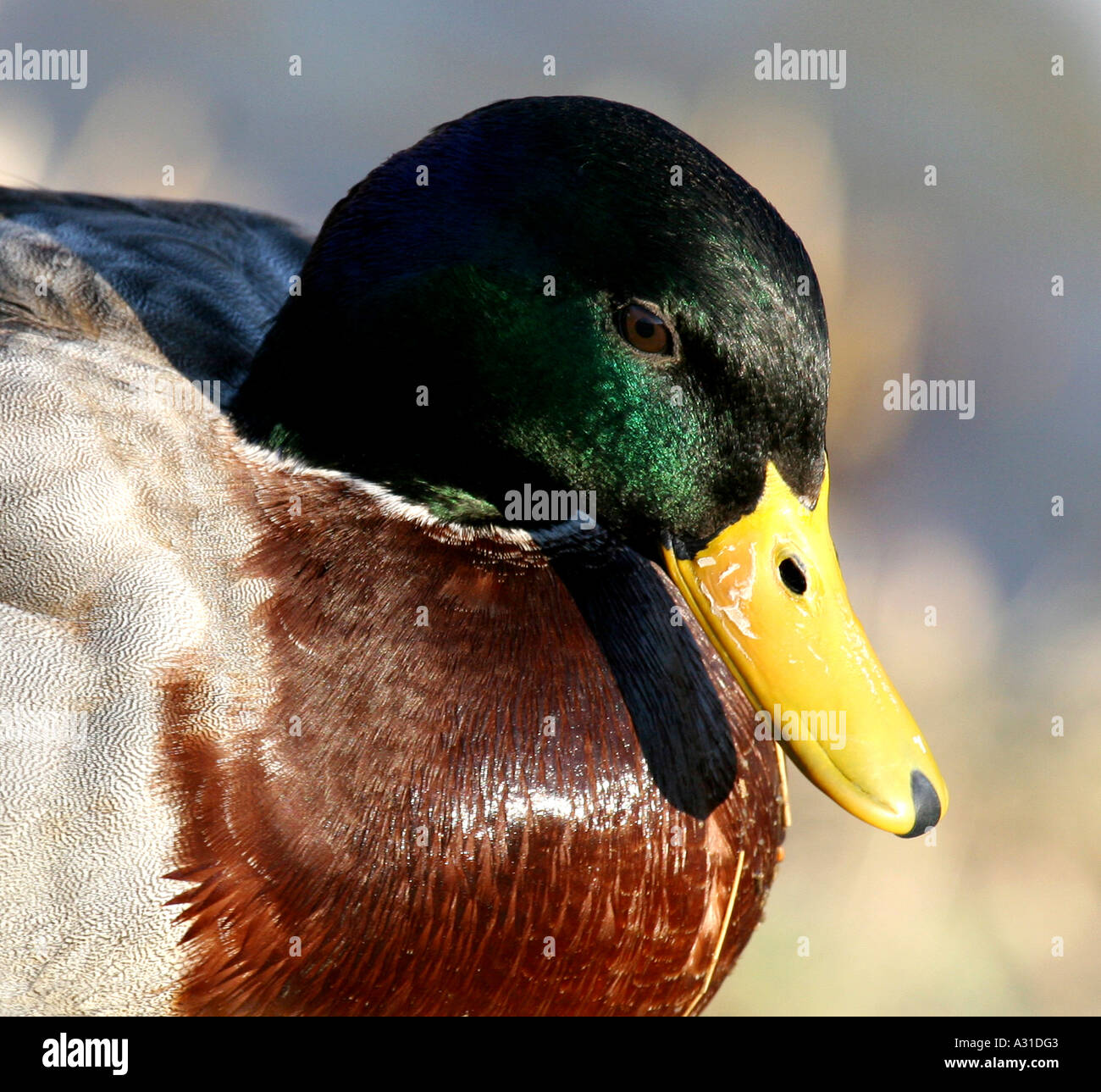 Side view of a bird having a yellow colored beak Stock Photo - Alamy