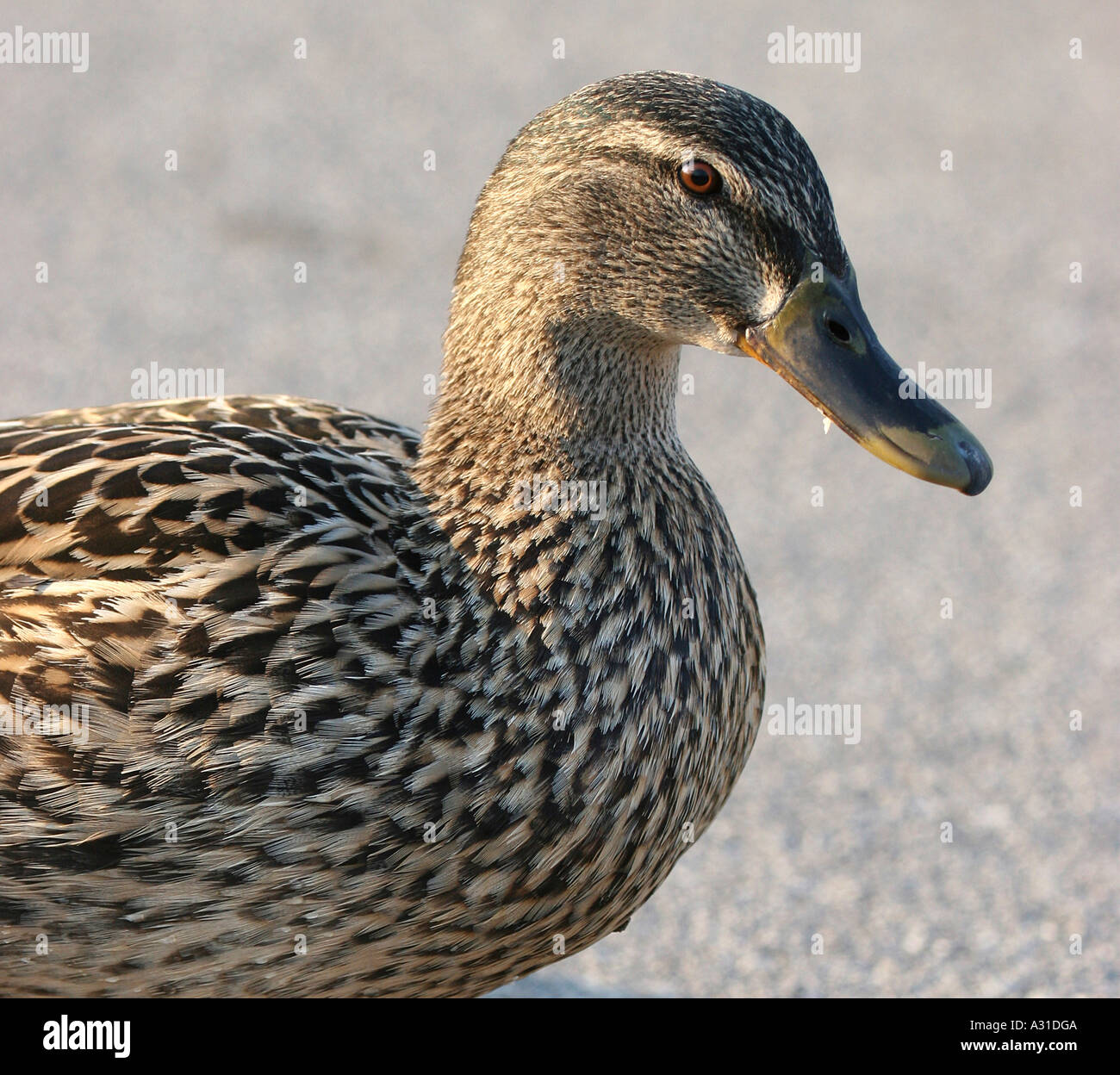 A side view of a duck having brown texture Stock Photo - Alamy