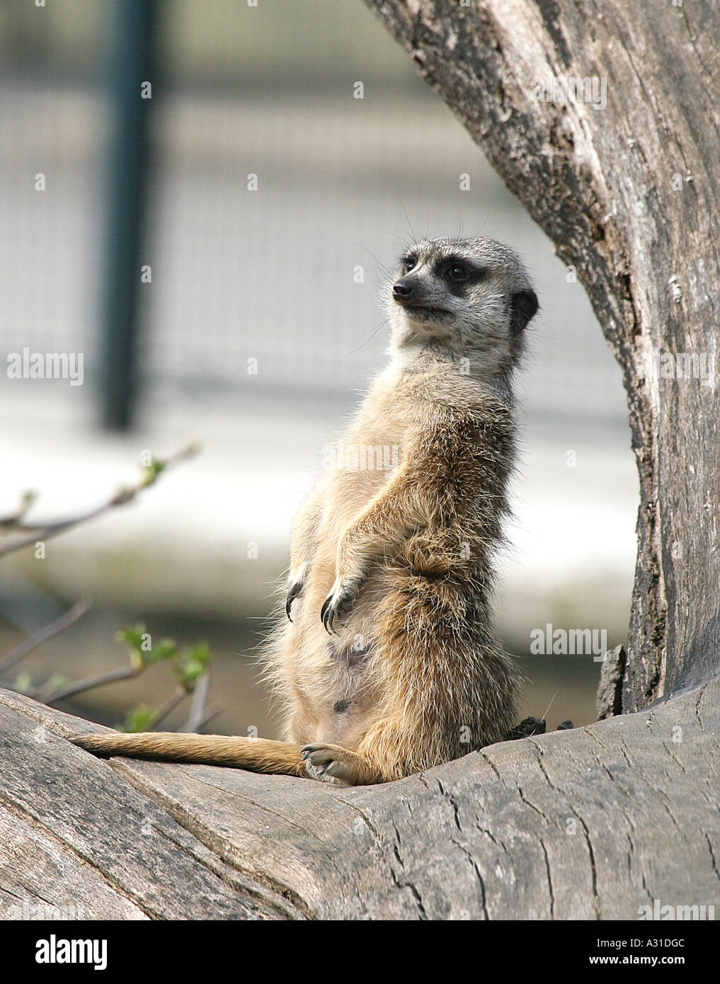 A meerkat standing upright on the trunk of the tree Stock Photo - Alamy