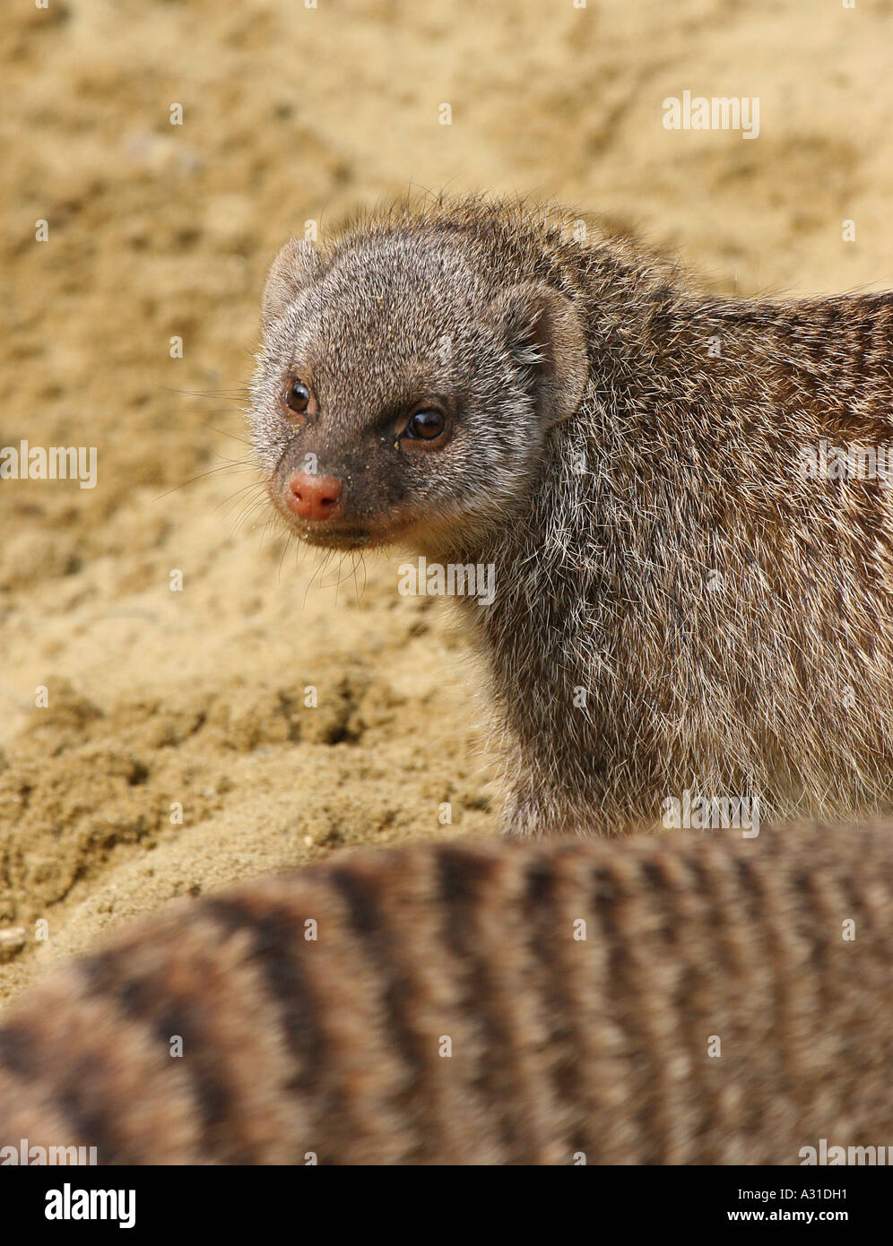 Side view of a furry mongoose standing on the sand Stock Photo - Alamy
