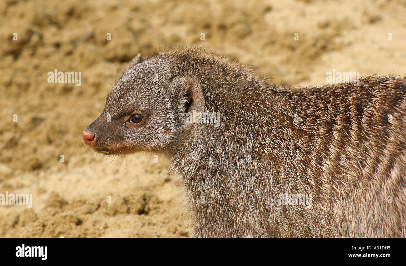 Side view of a furry mongoose standing on the sand Stock Photo - Alamy