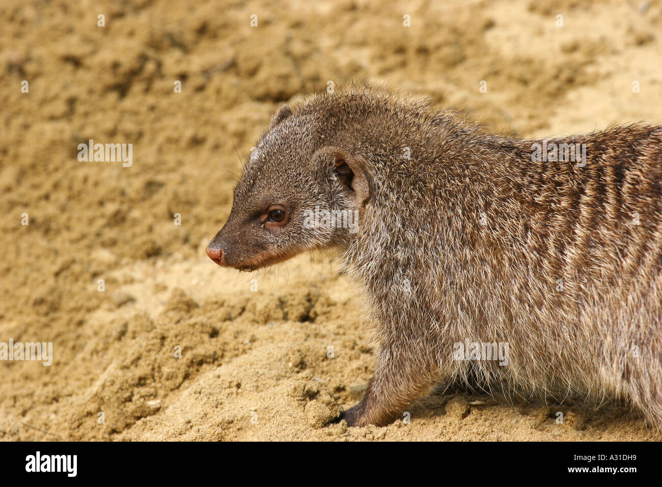 Side view of a furry mongoose standing on the sand Stock Photo - Alamy