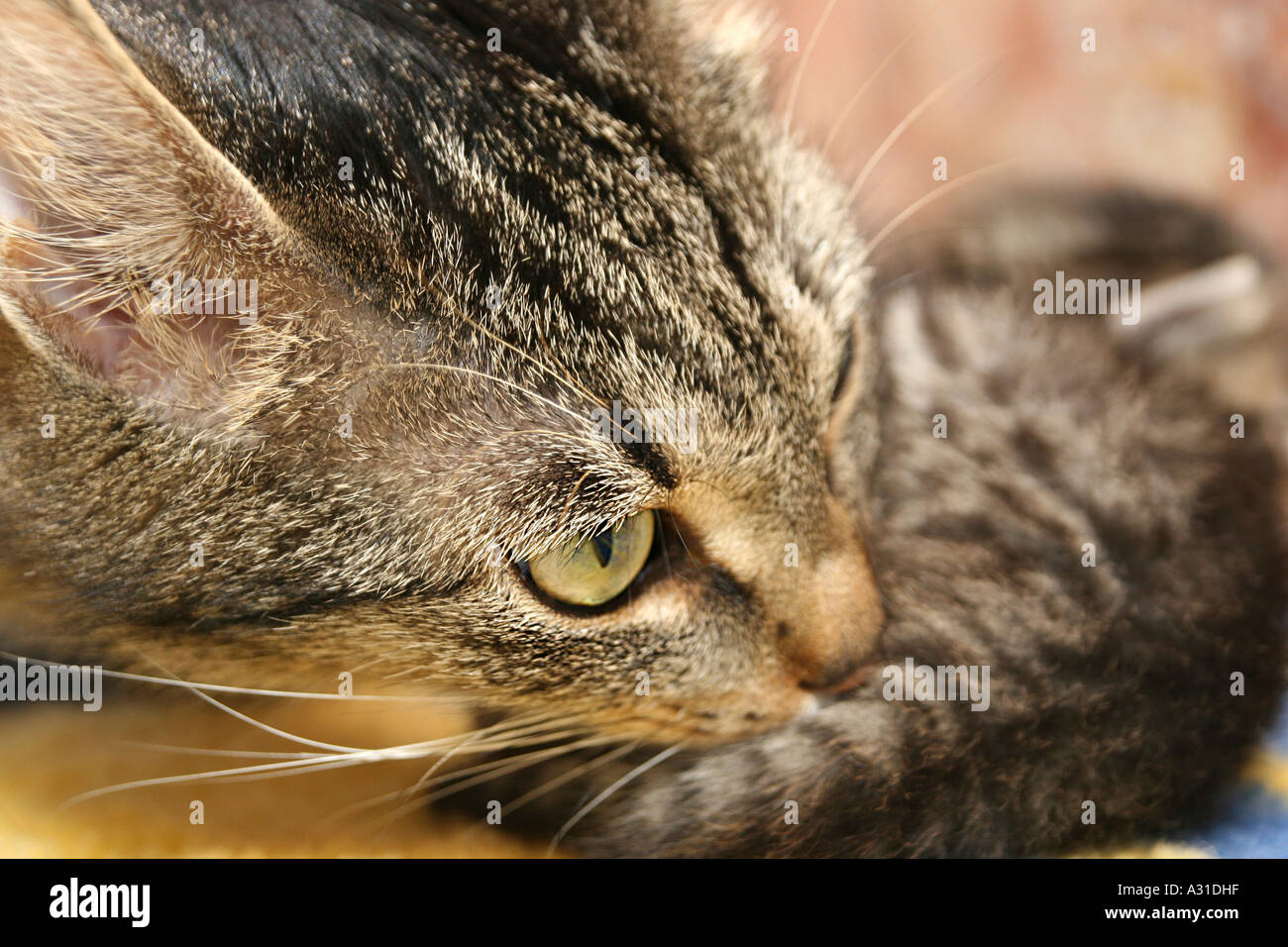 A close up of a furry cat staring over something Stock Photo - Alamy