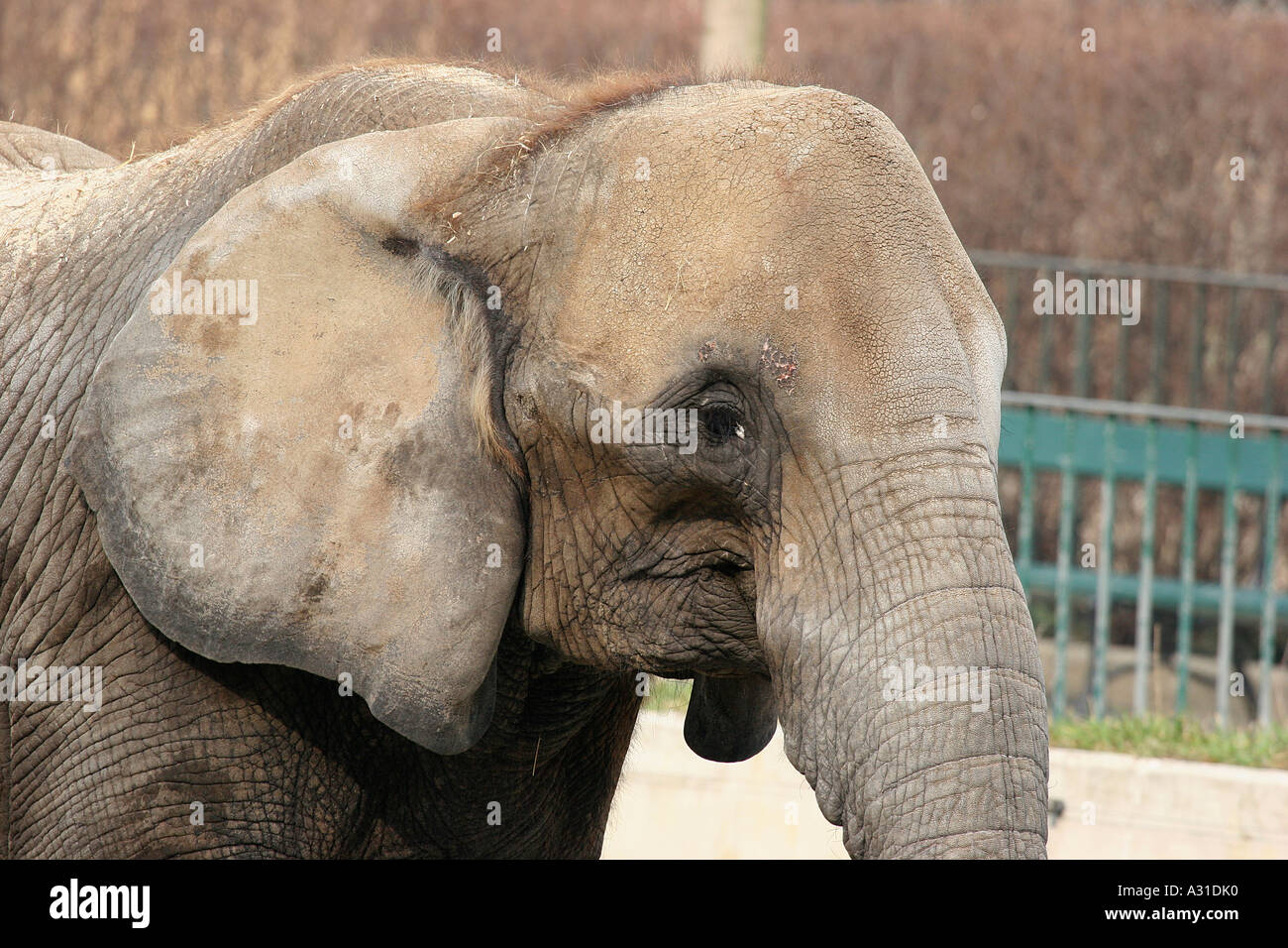 Elephant side view hi-res stock photography and images - Alamy