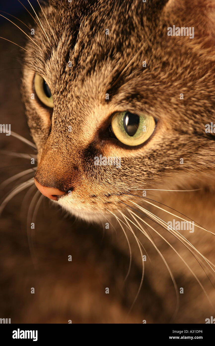 Wide angle photography cat hi-res stock photography and images - Alamy