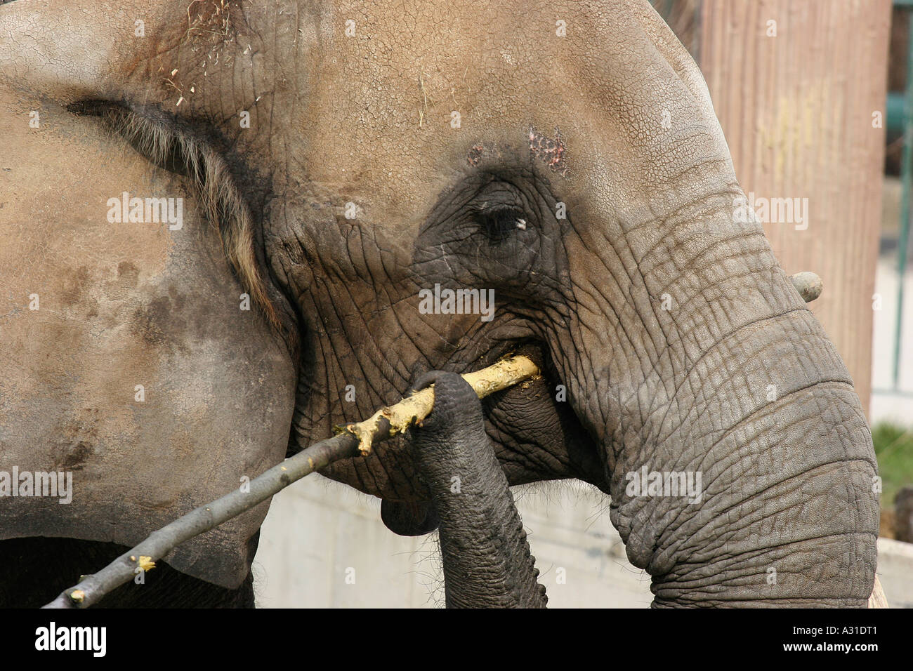 Side view of an elephant holding a stick with its trunk Stock Photo - Alamy