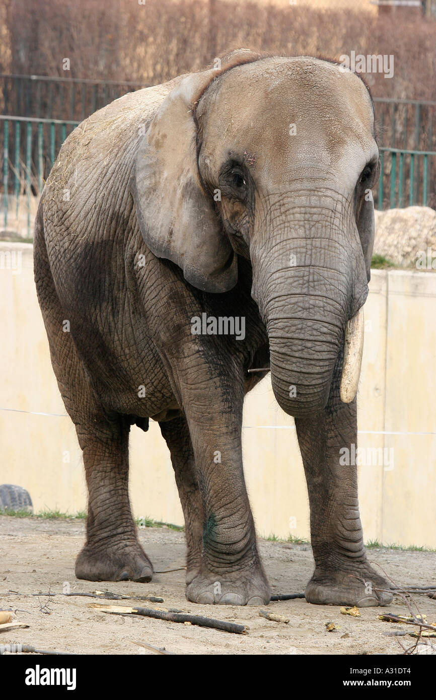 Front view of an elephant having one tusk Stock Photo - Alamy