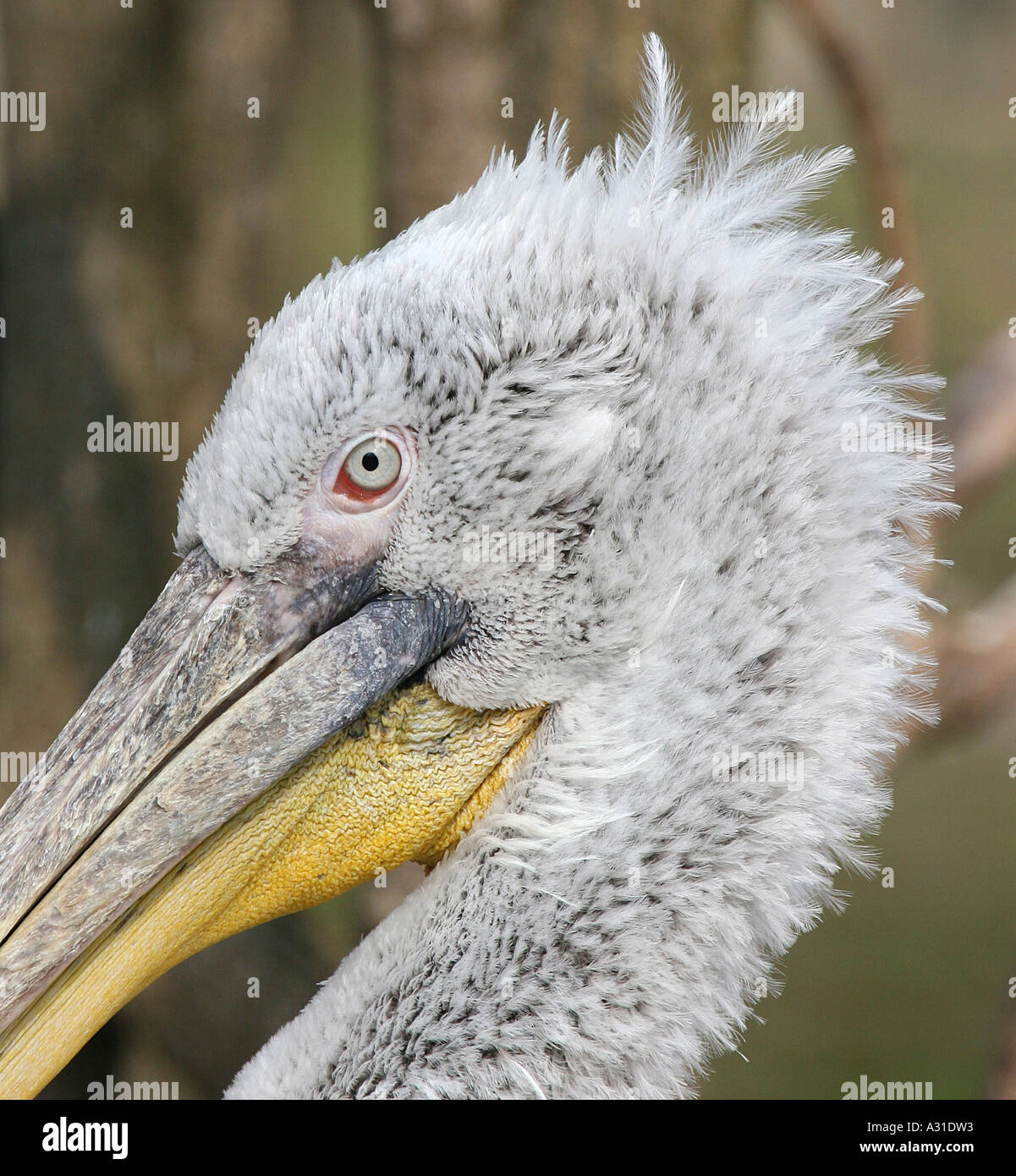 Side view of a pelican with white furry skin and long beak Stock Photo ...