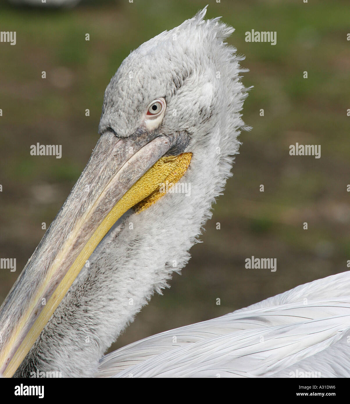 Side view of a bird with white furry skin and long beak Stock Photo - Alamy