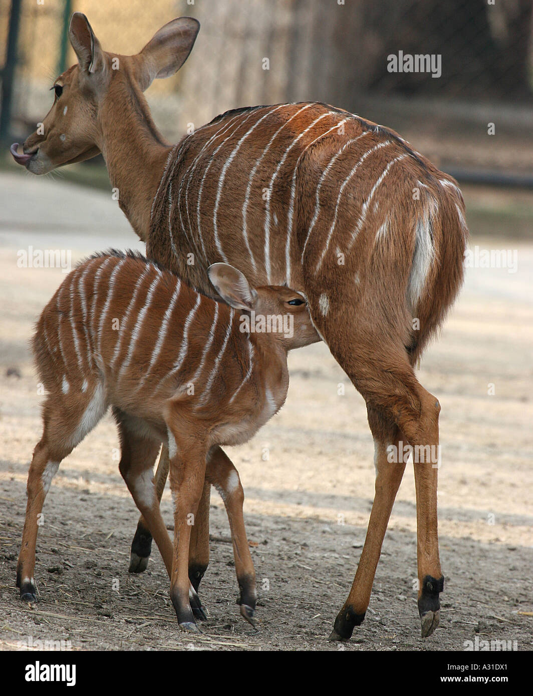 A fawn drinking milk from its mothers body Stock Photo - Alamy