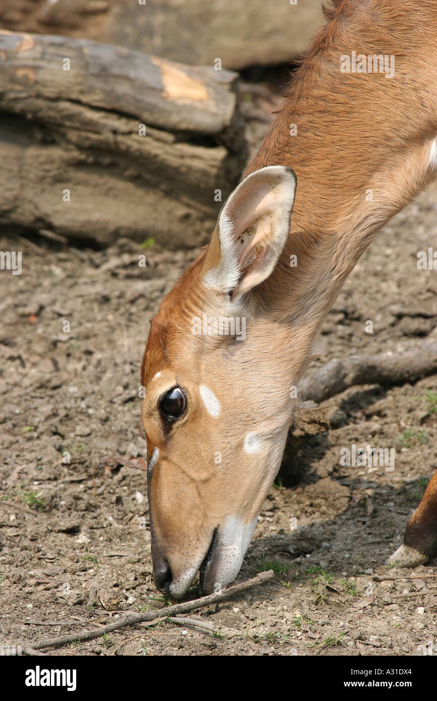 Reh augen hi-res stock photography and images - Alamy