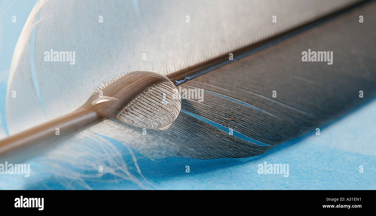 Water drop on feather Stock Photo - Alamy