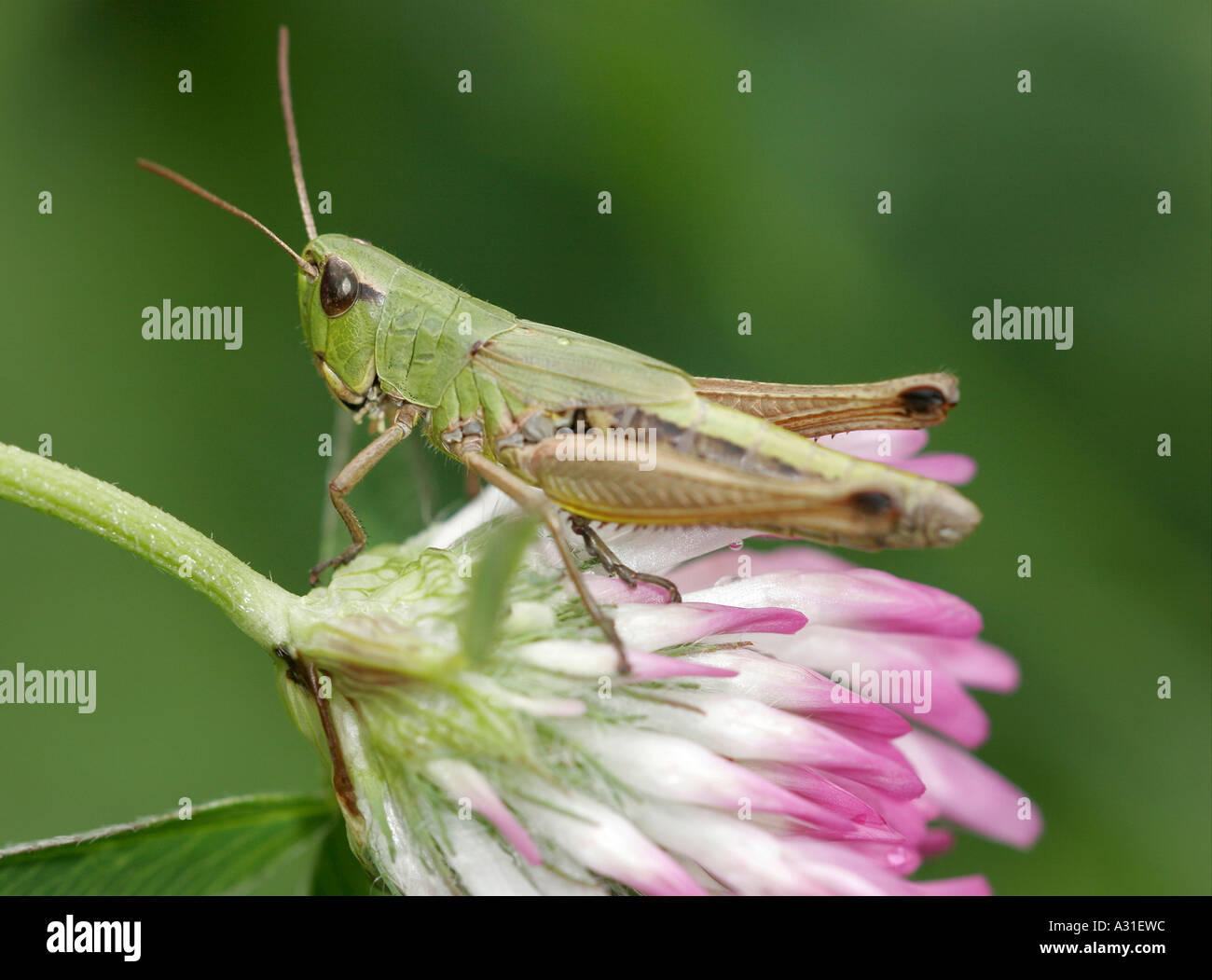 The day locust hi-res stock photography and images - Alamy