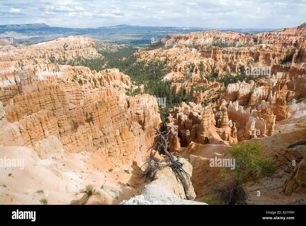 Bryce Amphitheater. Bryce Canyon National Park. Utah. USA Stock Photo ...