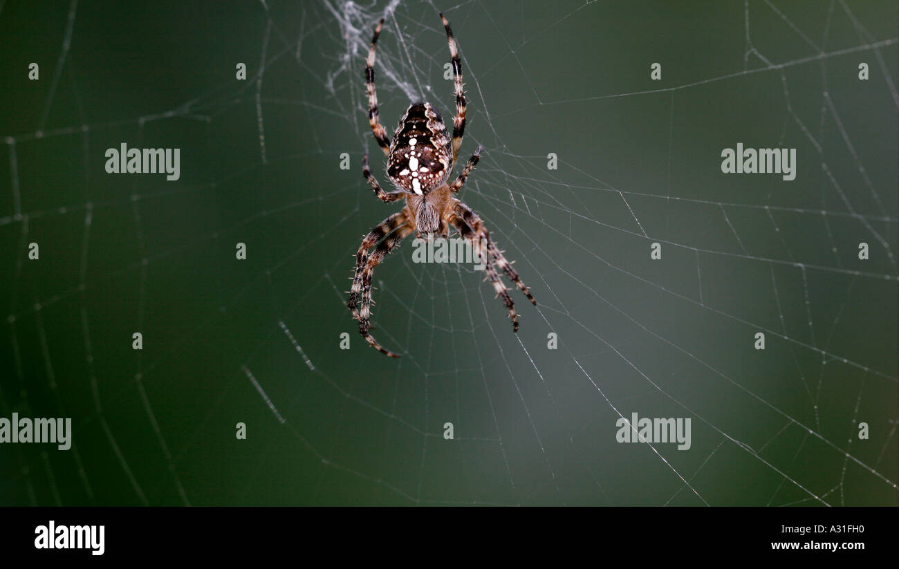 Spider spinning cocoon close up Stock Photo - Alamy