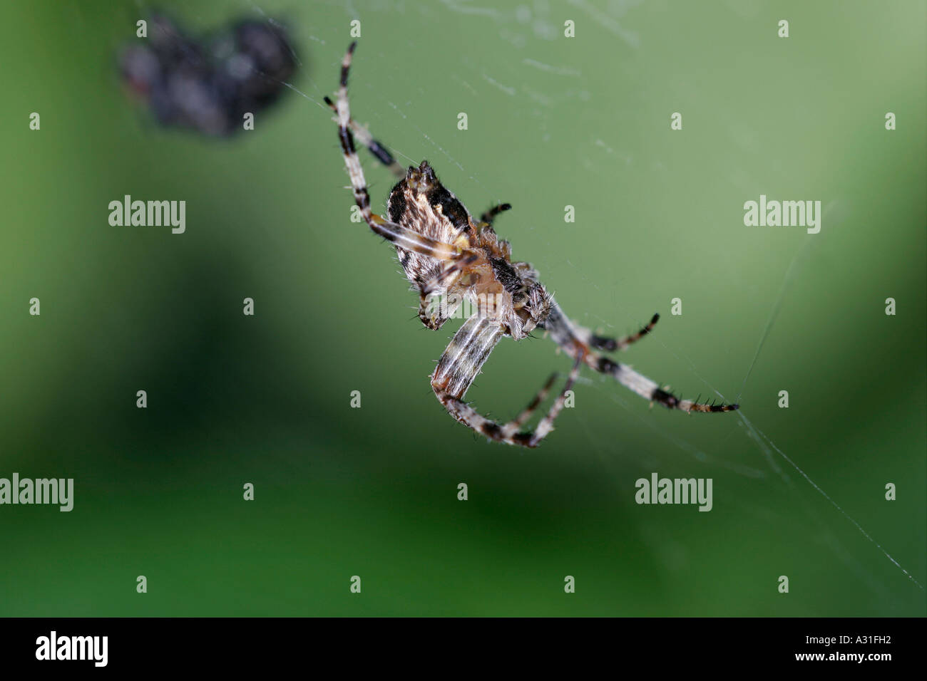 Spider spinning cocoon close up Stock Photo - Alamy