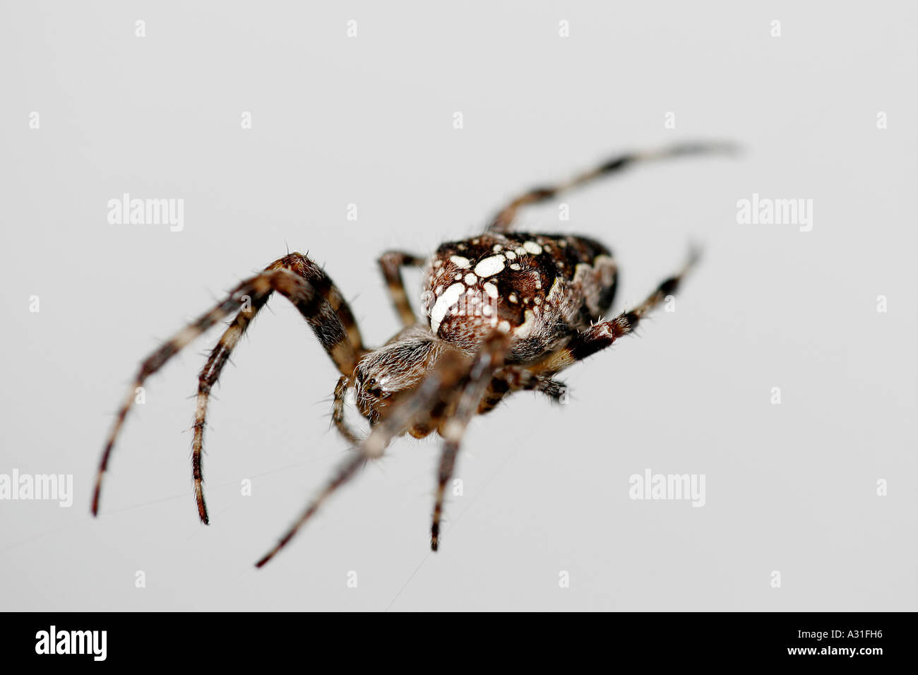 Spider close up Stock Photo - Alamy