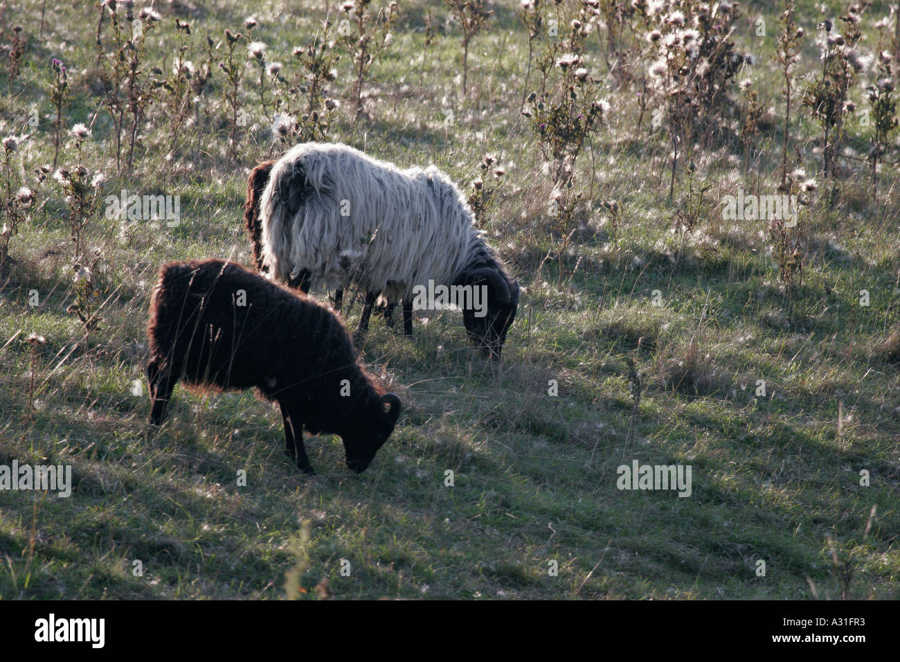 Two sheep grazing in field elevated view Stock Photo - Alamy