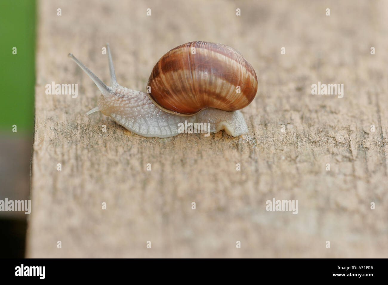 Snail side view Stock Photo - Alamy
