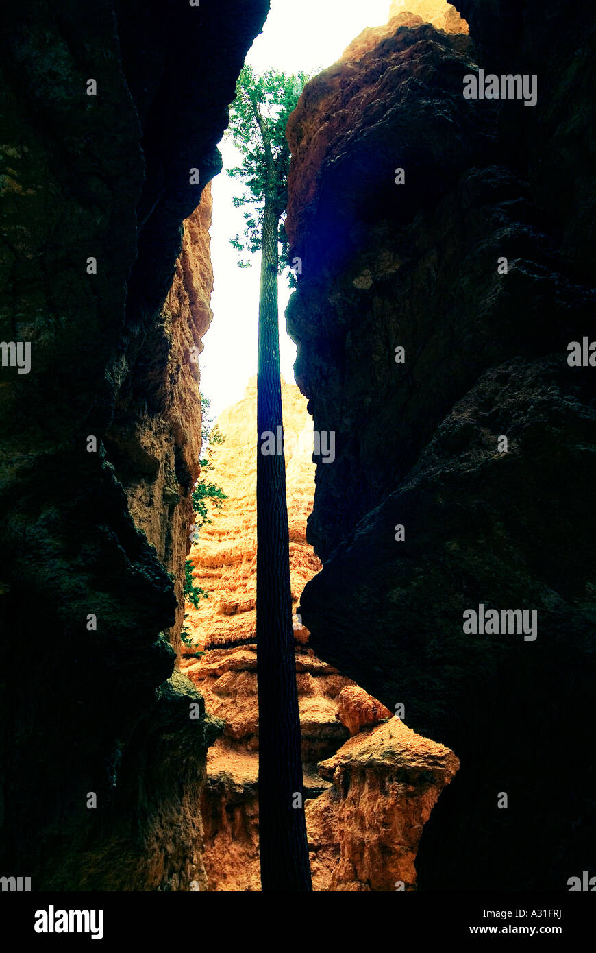 Navajo Loop trekking way. Bryce Canyon National Park. Utah. USA Stock ...