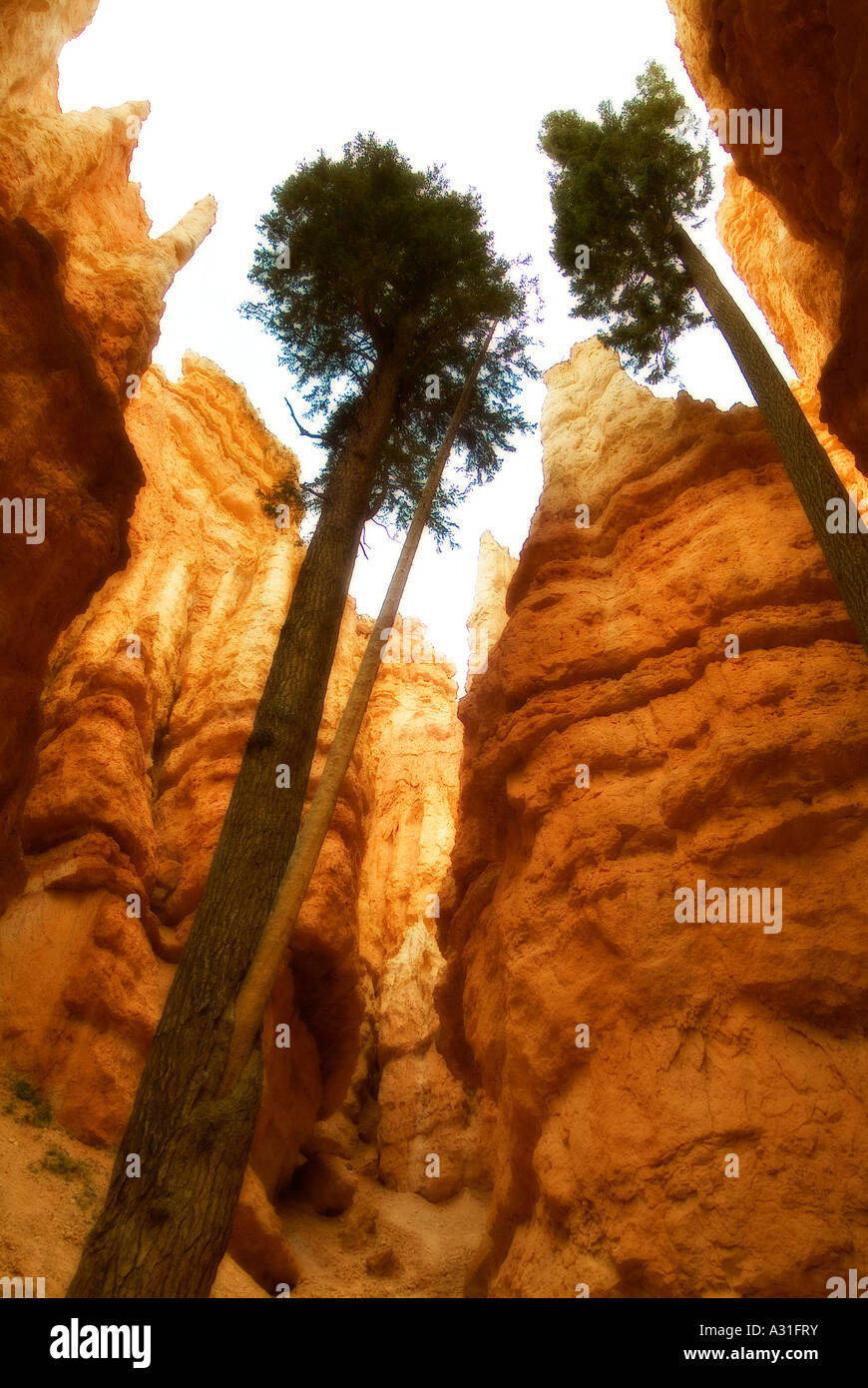 Navajo Loop trekking way. Bryce Canyon National Park. Utah. USA Stock ...