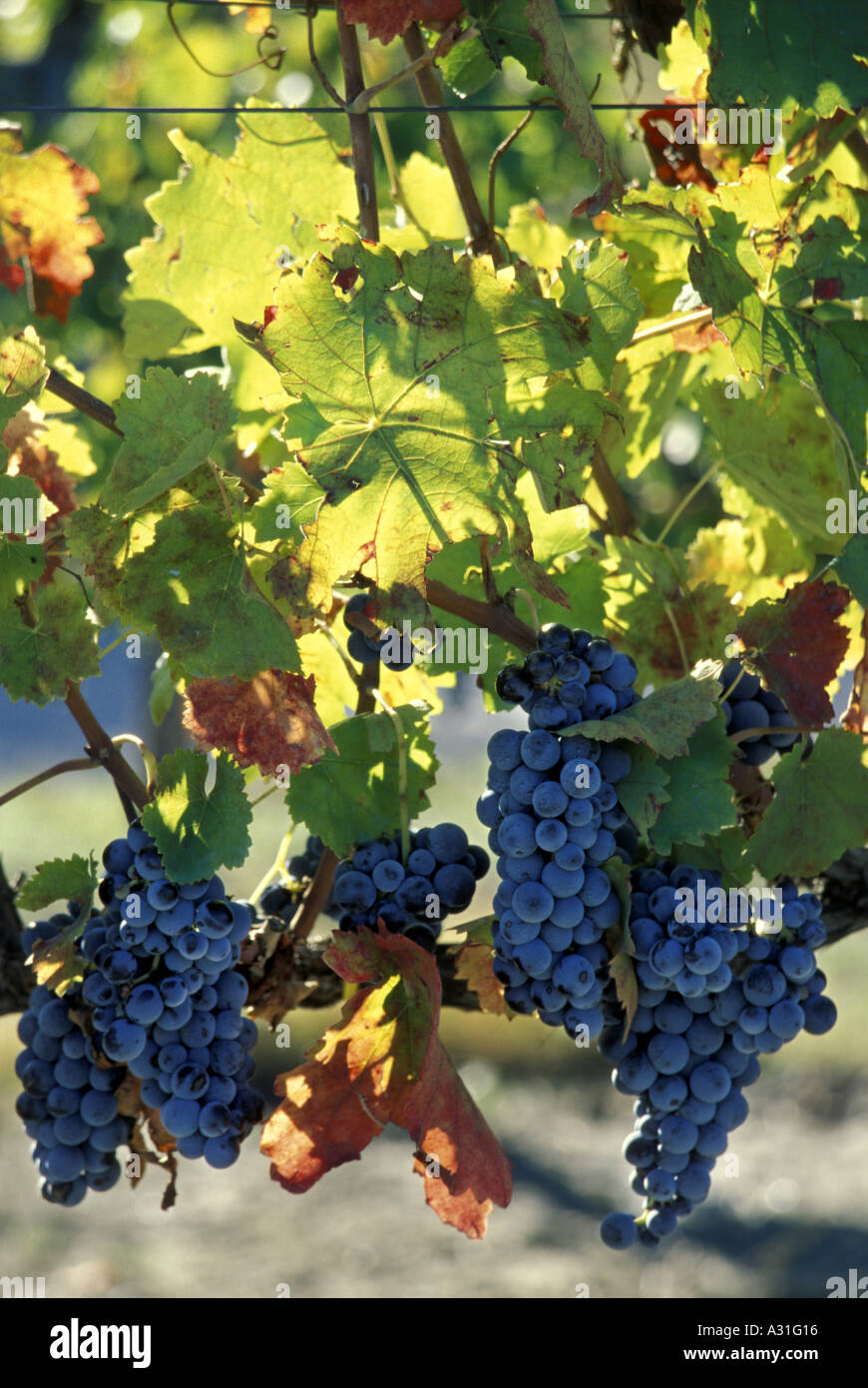 Taurasi italy hi-res stock photography and images - Alamy