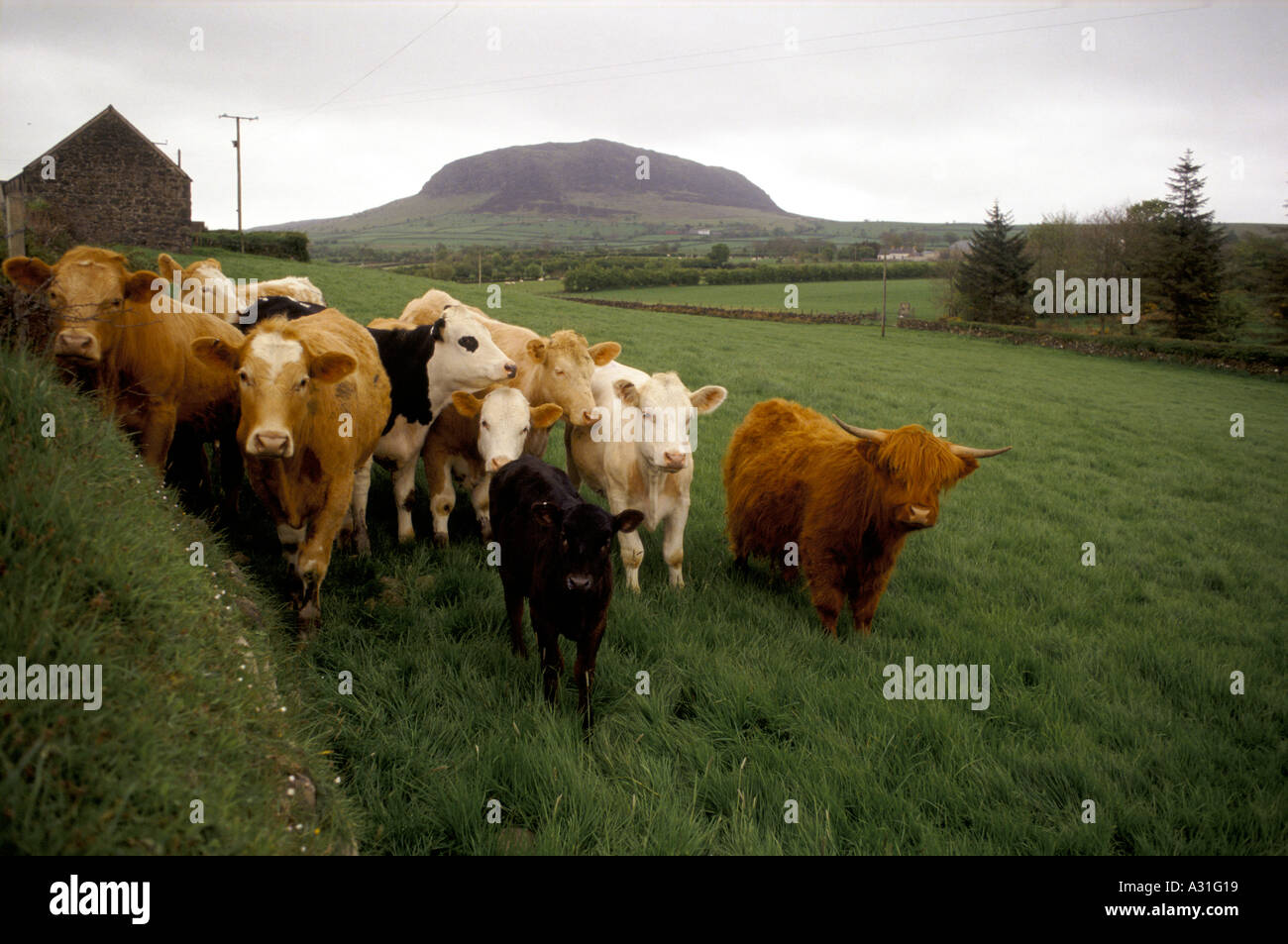 Hillside cows ireland hi-res stock photography and images - Alamy