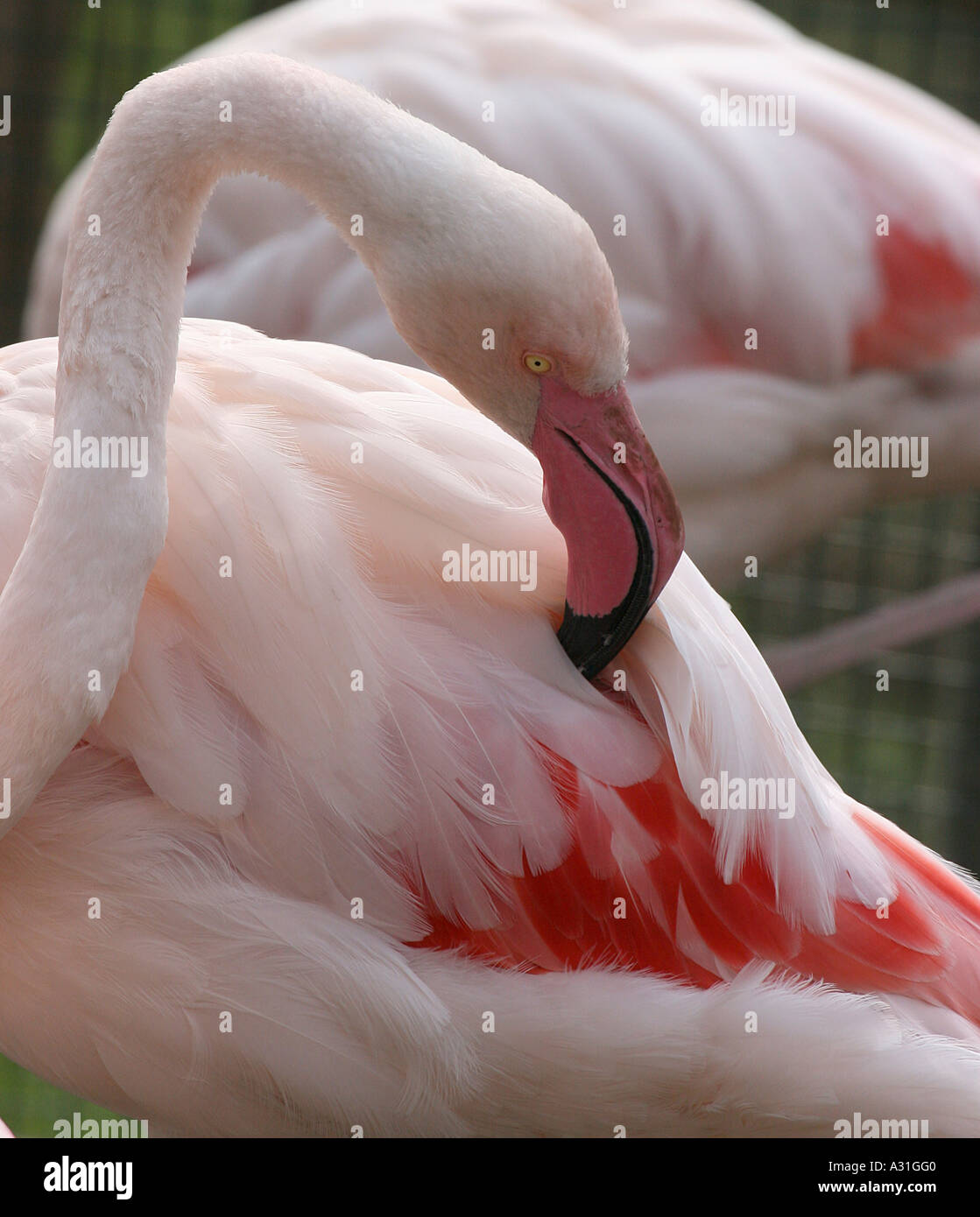 Side view of a flamingo scratching under its feathers Stock Photo - Alamy