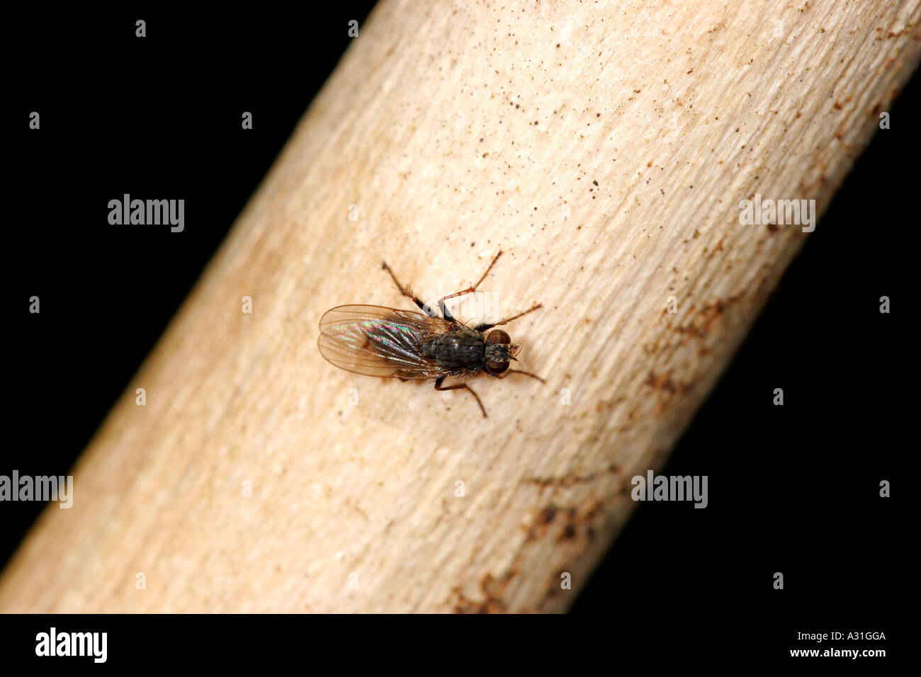 Tentacles on a stick hi-res stock photography and images - Alamy