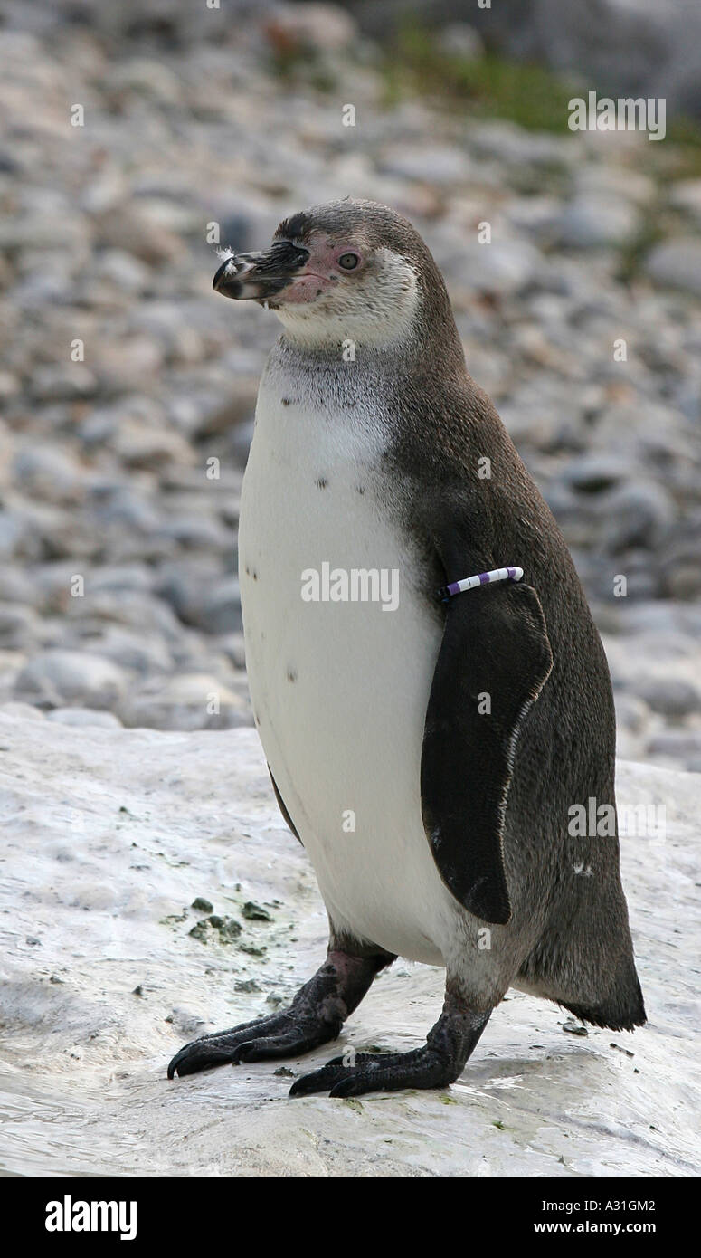 Side view of a young penguin in a remote area Stock Photo - Alamy