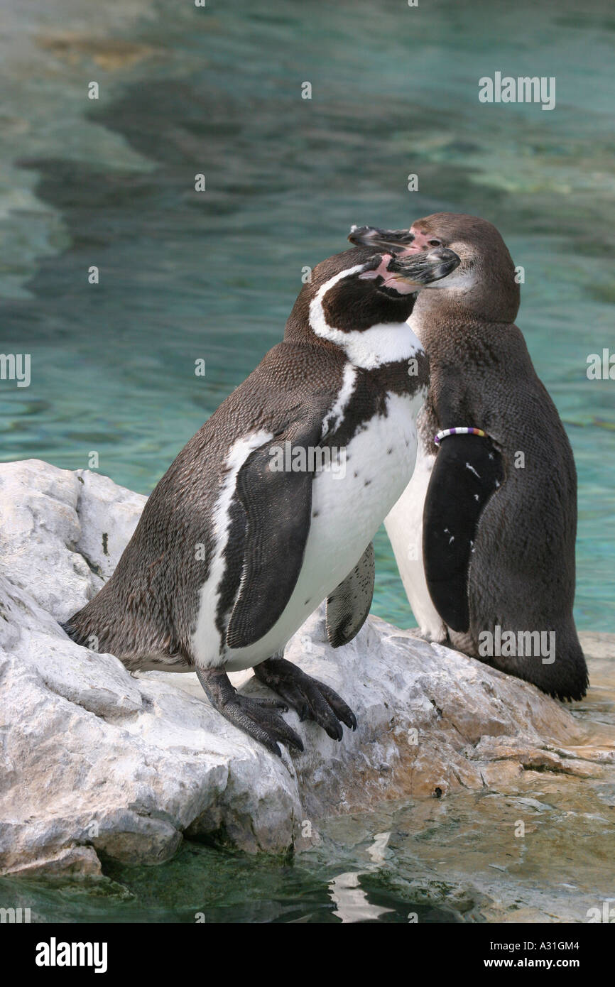 Side view of two penguins resting on the rock near the river Stock ...